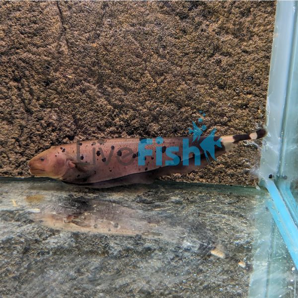 Golden Ghost Knife Fish 10cm "Delivered to your door in Australia''