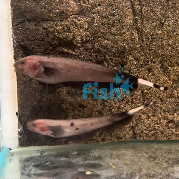 are ghost fish aggressive