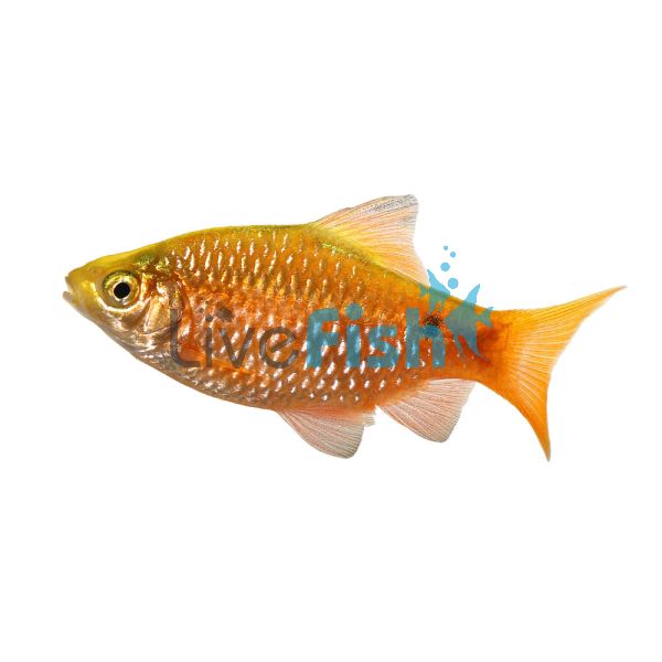 Golden Neon Rosy Barb 4cm | Fast Delivery Australia-wide