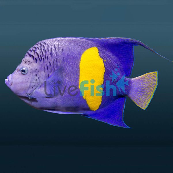 Half Moon Angelfish - Medium