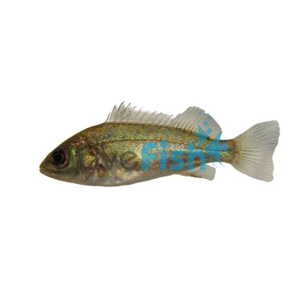 Jade Perch 4cm | Fast Delivery Australia-wide