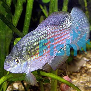 american flagfish