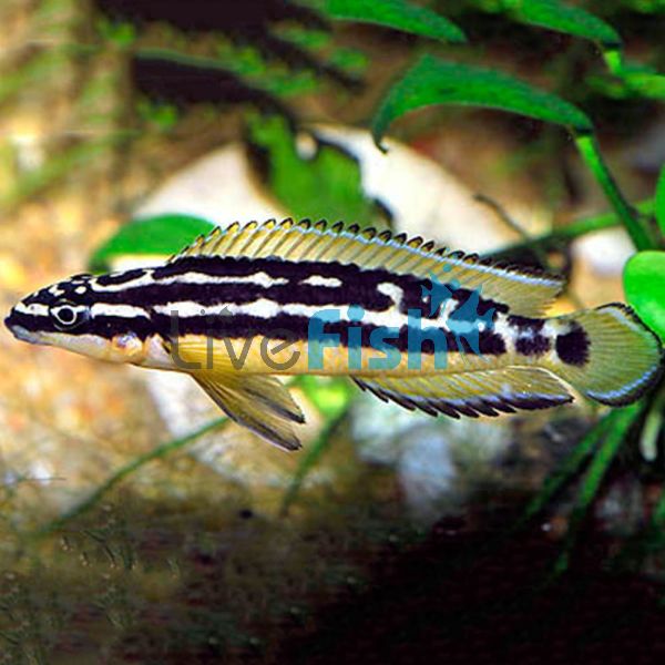 Julidochromis Transcriptus 4cm "Delivered to your door in Australia''