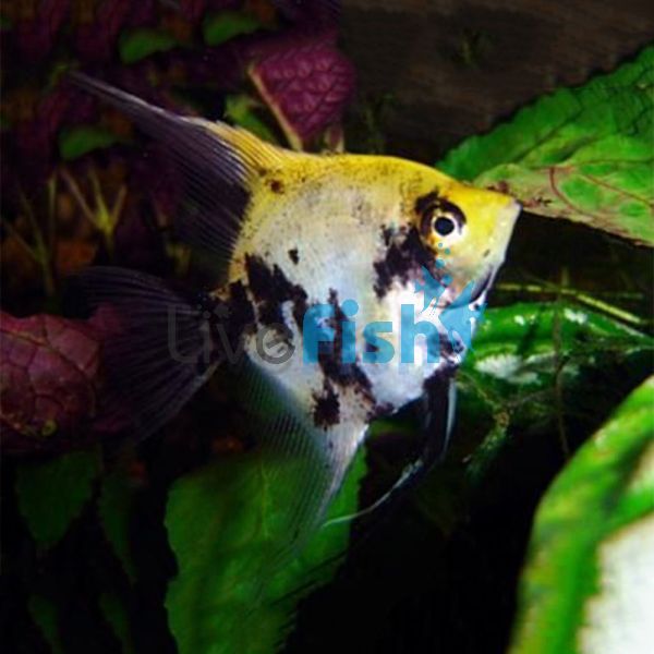 koi angelfish aggressive