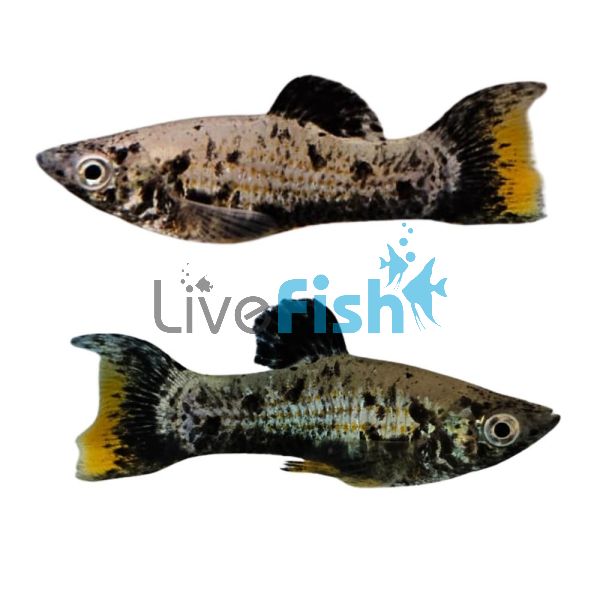 L.T Orange Neon Tail Flaked Molly 5.5cm "Delivered to your door in ...