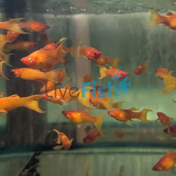 L.T Orange Saffron Molly 5.5cm "Delivered to your door in Australia''