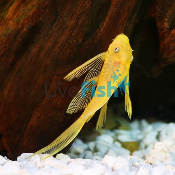 fancy fin pleco
