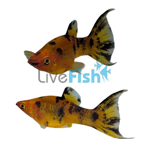 L.T. Mini Molly Red Calico 3.5cm "Delivered to your door in Australia''