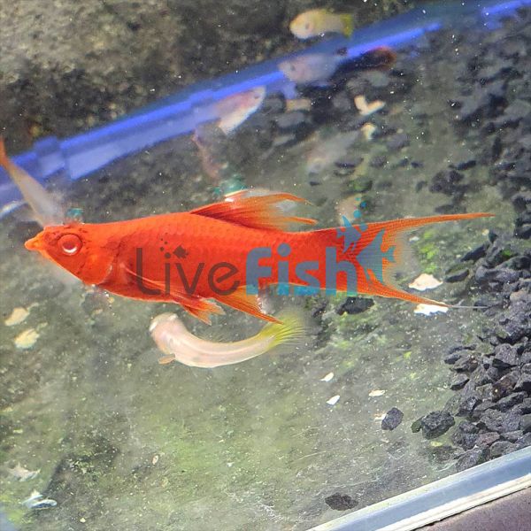 Lyretail Blood Red Simpson Swordtail 5cm "Delivered to your door in ...