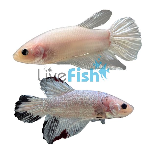 Male Betta Shortfin Cellophane 5cm "Delivered to your door in Australia''