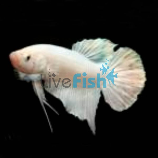 Male Betta Shortfin White 4cm "Delivered to your door in Australia''