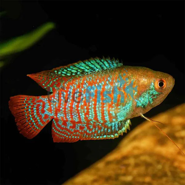 dwarf gourami male size
