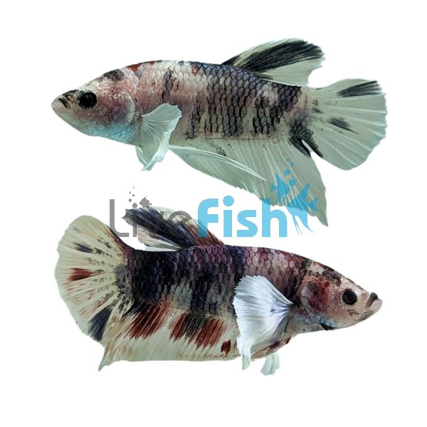 Male PKHM Dumbo Candy Betta 5cm "Delivered to your door in Australia''