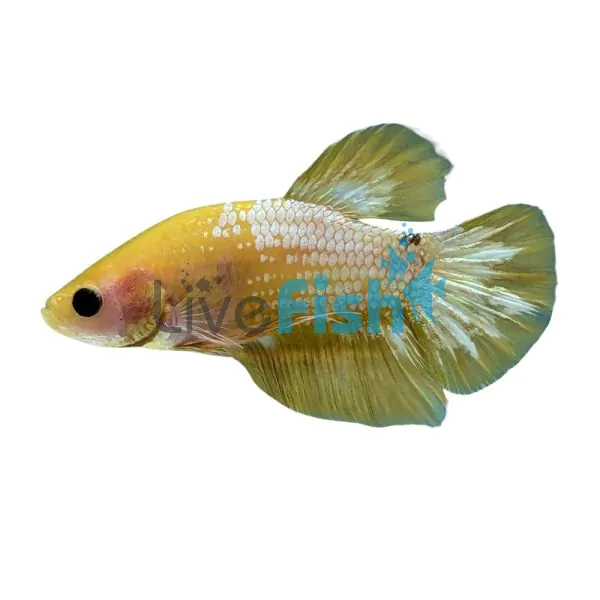 fighter plakat hellboy