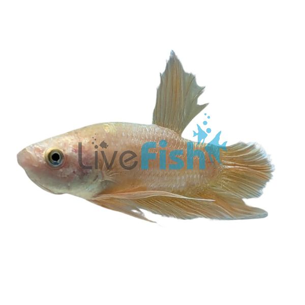 Male Shortfin Dragon Gold Betta 4cm "Delivered to your door in Australia''