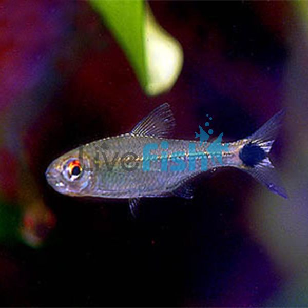 Ceros Tetra 2.5cm "Delivered to your door in Australia''