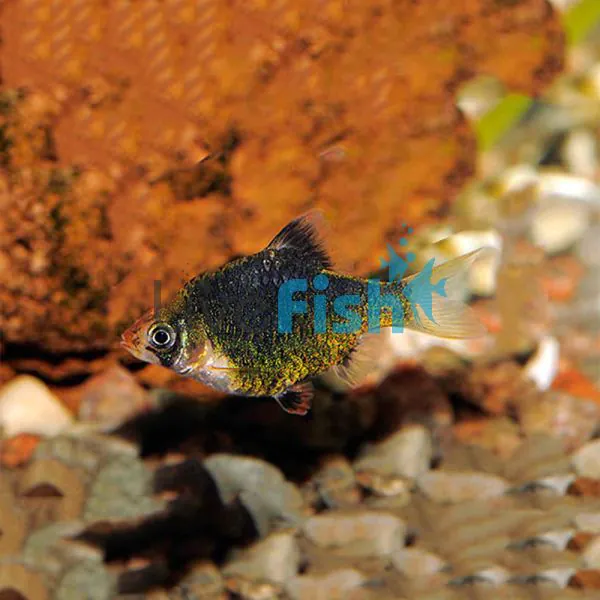 green barb fish size