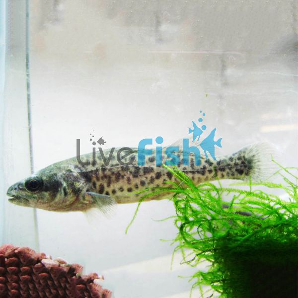 Murray Cod 5cm "Delivered to your door in Australia''