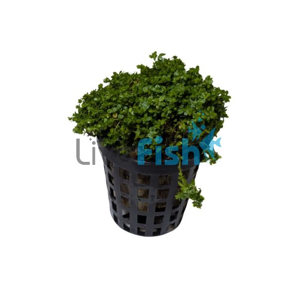 Hemianthus Cuba (HC) - Pot "Delivered to your door in Australia''