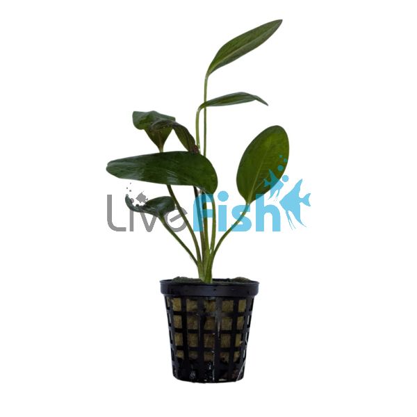 Sword Ozelot Red - Pot "Delivered to your door in Australia''