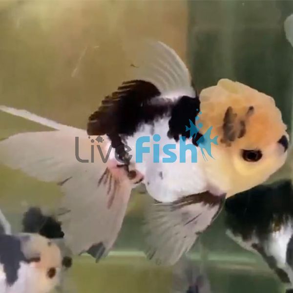 Oranda Panda - Select 9cm "Delivered to your door in Australia''