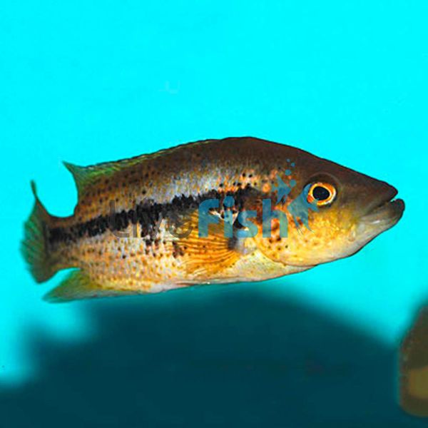 DOVII Wolf Cichlid Delivered to your door