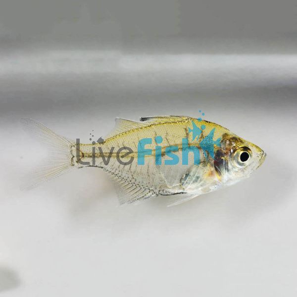 Glass Fish Indian Parambassis ranga 2cm 'Delivered to your door in ...
