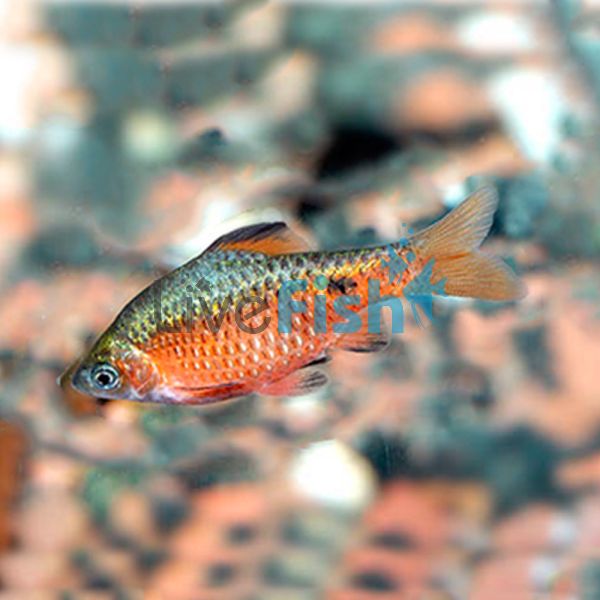 Male Rosy Barb 5cm "Delivered to your door in Australia''
