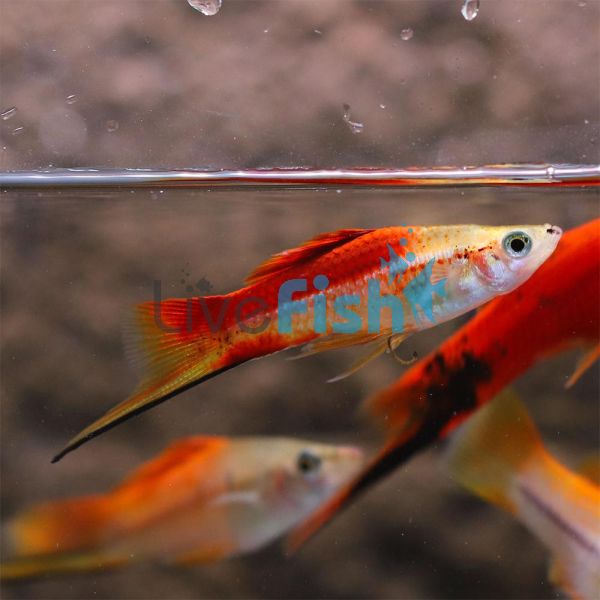 Pineapple Swordtail 5cm "Delivered to your door in Australia''