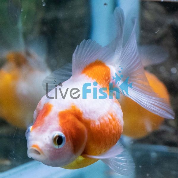 Ping Pong Pearl Scale Goldfish delivered to your door in Australia