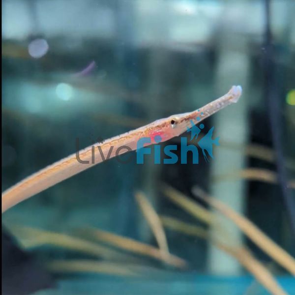 northern pipefish range