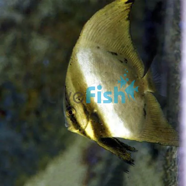 orbicular batfish predators