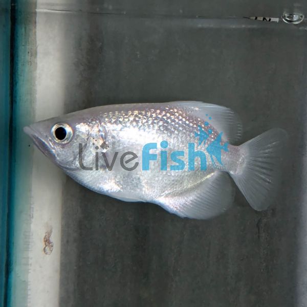 Platinum Archer Fish 9cm "Delivered to your door in Australia''