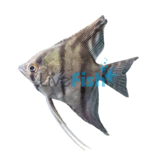 Platinum Peru Altum Angelfish 3.5cm "Delivered to your door in Australia''