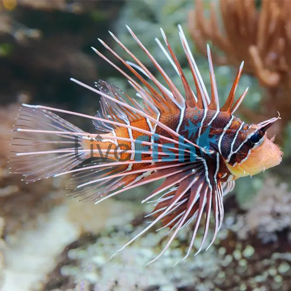 fish compatible with lionfish
