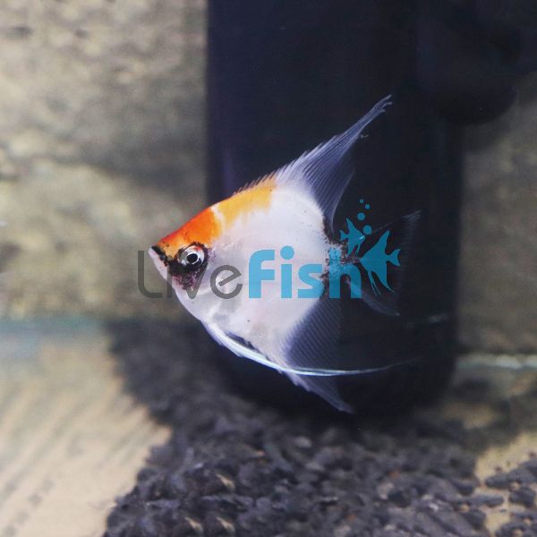 German Red Devil Angelfish 4.5cm "Delivered to your door in Australia''