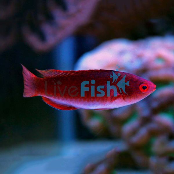 Red Fin Fairy Wrasse Medium "Delivered to your door in Australia''