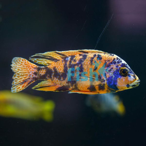Orange Blotch - Zebra OB 4cm "Delivered to your door in Australia''