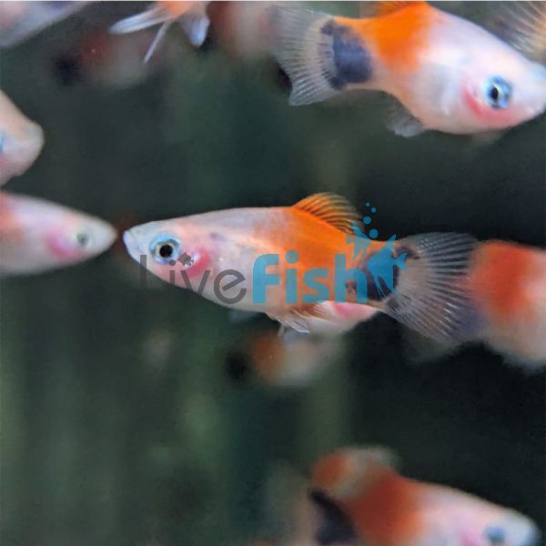 Red Top White Moon Platy 4cm "Delivered to your door in Australia''
