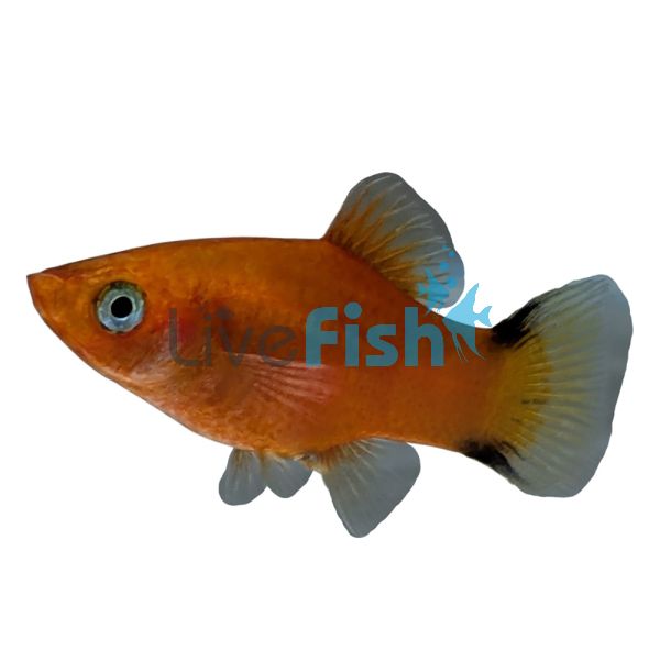 Red Twin Bar Platy 4cm "Delivered to your door in Australia''