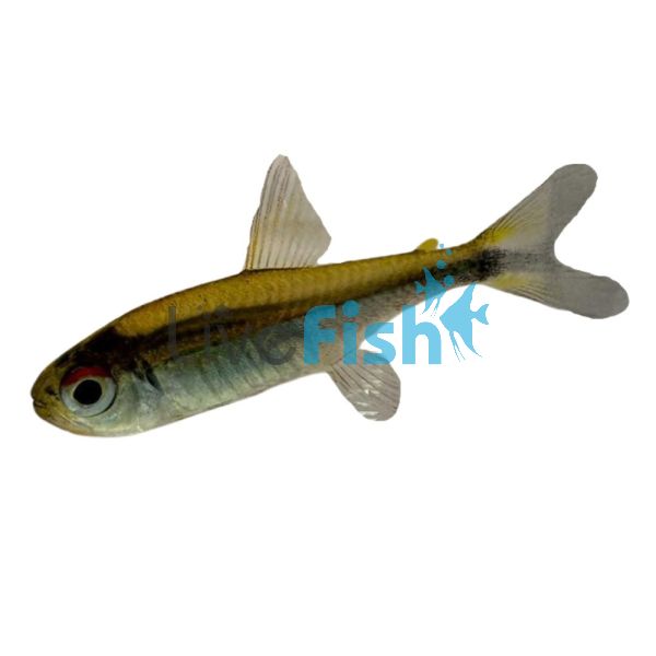 Rio Metae Purple Tetra - Wild Caught 2cm | Fast Delivery Australia-wide