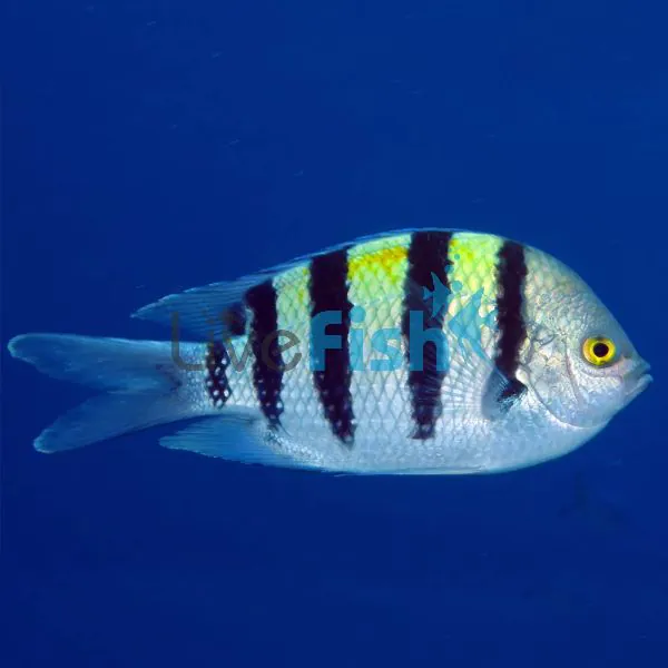 sergeant major fish bite