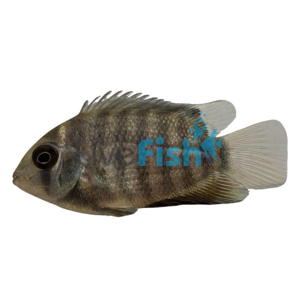 Severum Blue 5cm "Delivered to your door in Australia''