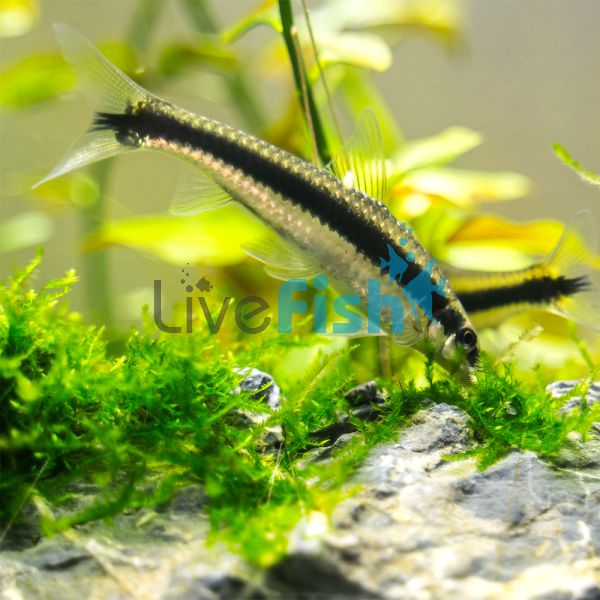 siamese algae eater fish