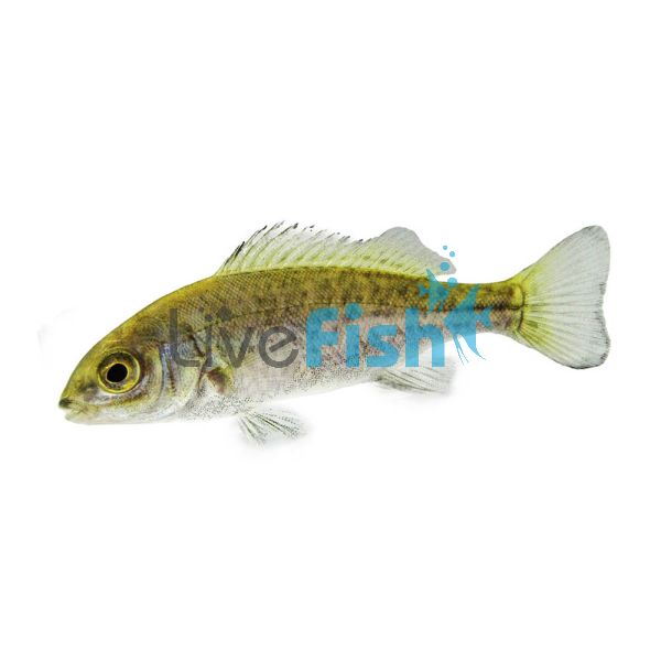 Silver Perch 5cm "Delivered to your door in Australia''