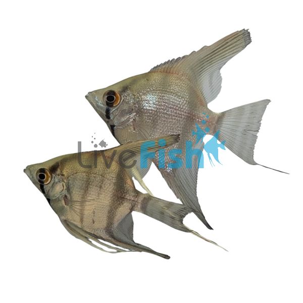silver angelfish