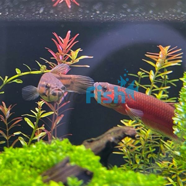 Pair Betta Brunei Beauty - Wild Caught 7cm"Delivered to your door in ...