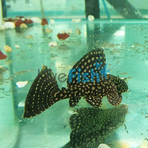 Spotted Sailfin Pleco 6cm "Delivered to your door in Australia''