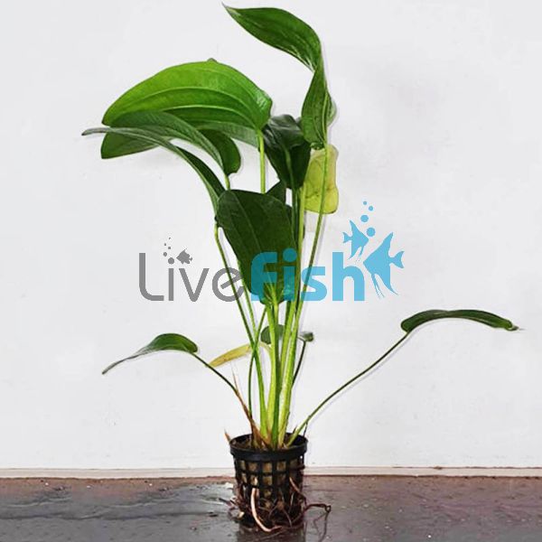Sword Assorted Meduim Pot "Delivered to your door in Australia''