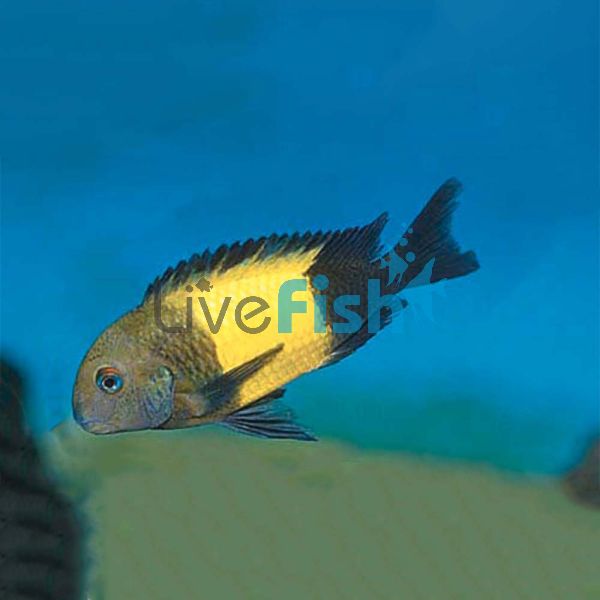 Tropheus Kaiser ikola 3.5cm "Delivered to your door in Australia''